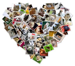 15 Collage Maker Tools to Create Fun Visual Elements