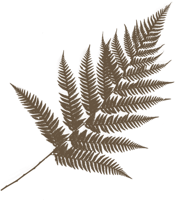 How to Create Moving Image Shadows on Scroll in Divi