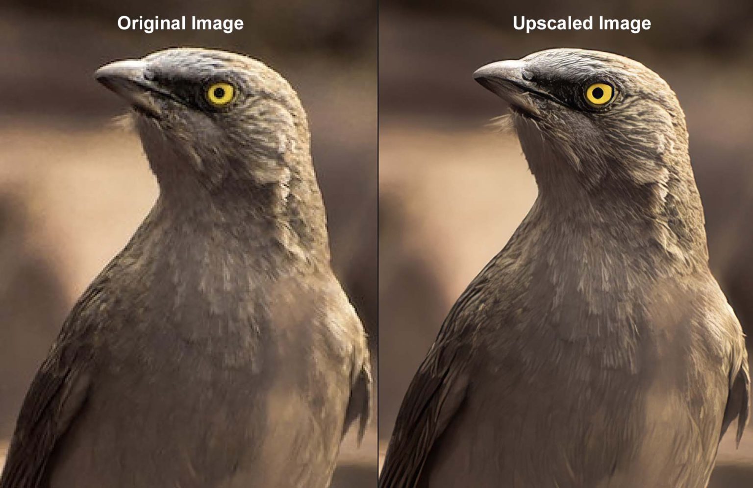 How to Upscale Images in WordPress